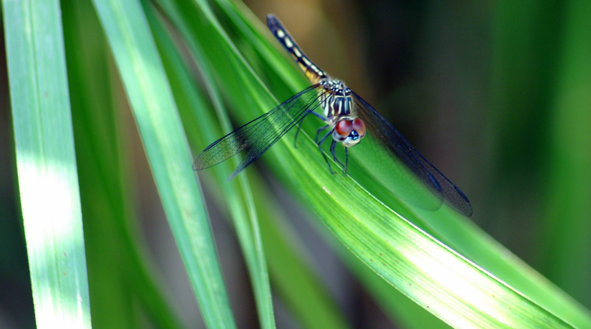 Insects Stir - Wind and Water Feng Shui Consulting